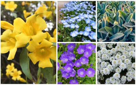 10 Fantastic Trailing Perennials Garden Lovers Club 10 Fantastic Trailing Perennials Garden Lovers Club