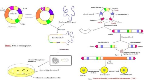 Difference Between Cdna And Genomic Dna Cdna Vs Genomic Dna Biology