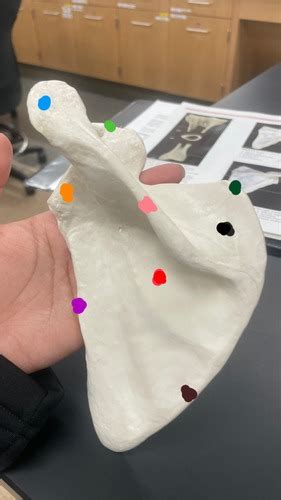 Lab Appendicular Skeleton Flashcards Quizlet Lab Appendicular Skeleton Flashcards Quizlet