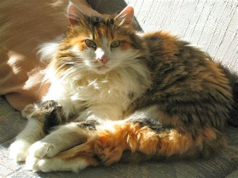 Cute Fluffy Calico Cats