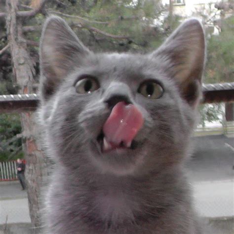 Weird Kittens Diary Youtube