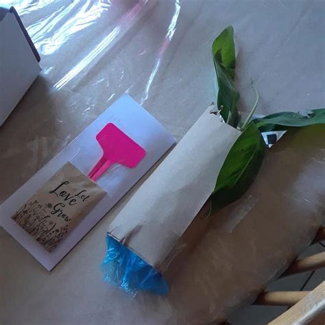 Banana Tree Double Mahoi 2 Plants Etsy