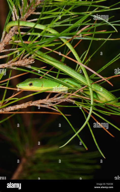Emerald Grass Lizard Takydromus Smaragdinus Showing Its Long Tail In