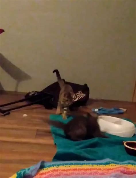 Dink Dink Dink Dink Dink R Cats