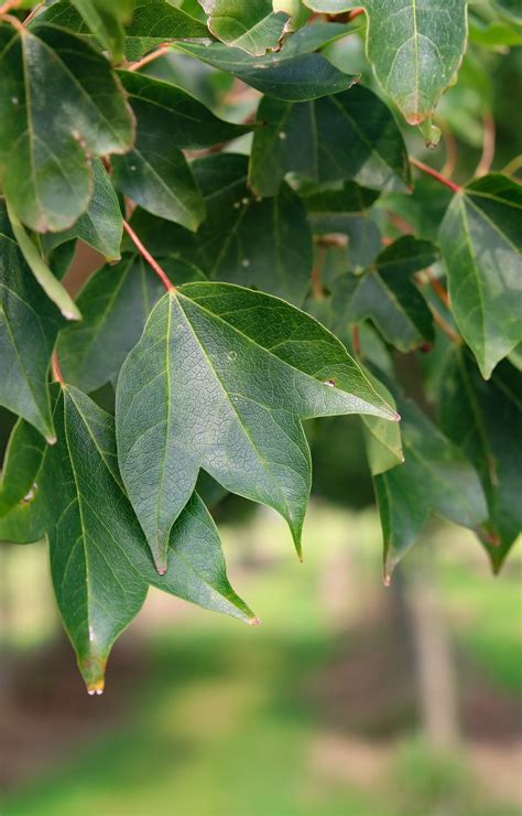 acer buergerianum ‘abfss ~ valynor® trident maple moon s tree farm