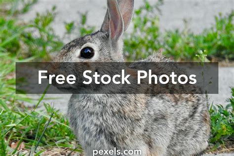 Wolf And Rabbit Photos Download The Best Free Wolf And Rabbit Stock