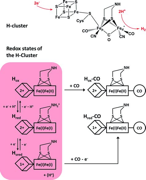 Top Skeletal Formula Representation Of The H Cluster Fed Fep