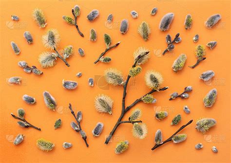 亮橙色背景上的柳树。