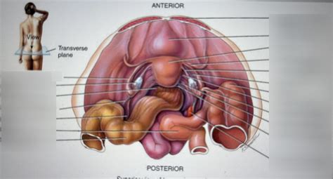 Female Reproductive 4 Lab Exam Diagram Quizlet
