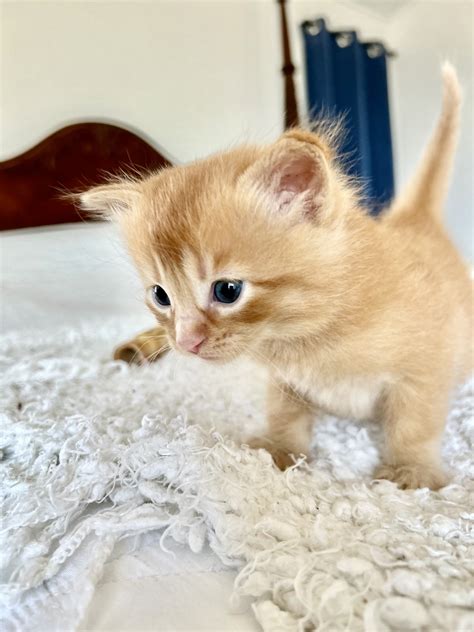 Kitty Cat Cam Kitty Cat Cam