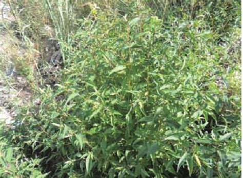 香薷 高原野生药用植物图谱 医学