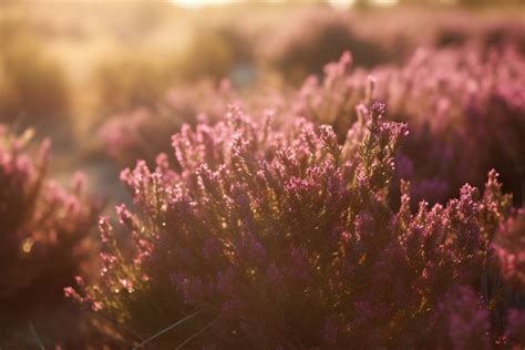 10 Flowers That Represent Good Luck Blooms Of Fortune Foliage Friend