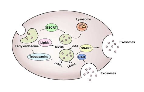 Schematic Representation Of Structure Of Exosomes Containing Rna Dna