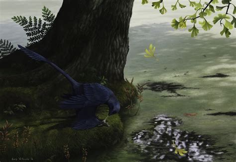 Natural Selections Microraptor Crow Of The Cretaceous