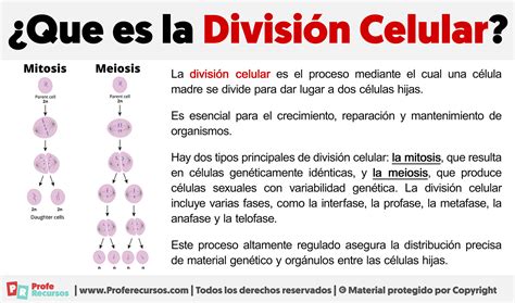 Qué Es La División Celular