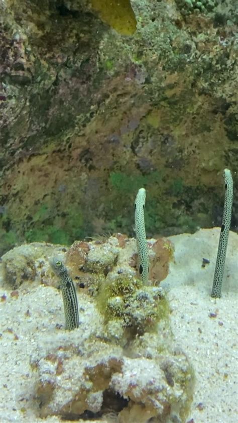 Whats Popping Garden Eels These Tiny Tubular Animals About The