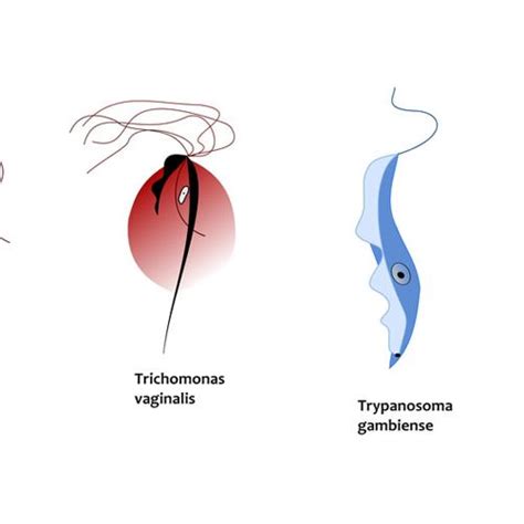 Trichomoniasis Parasite