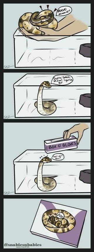 Snakes Are So Silly I Wonder If My Ball Python Will Be Like This When