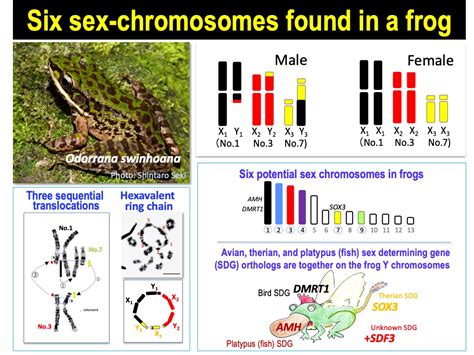 Evolution Of A Multiple Sex Chromosome System By Three Sequential