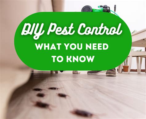 Is Diy Pest Control Effective Faqs