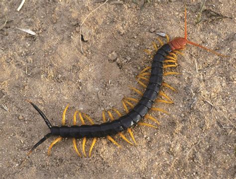 Centipede Species Identification