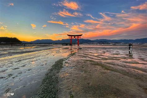 厳島神社 美しい宮島の大鳥居が数年ぶりに姿を現しましたまもなく工事完了です TRIPROUD