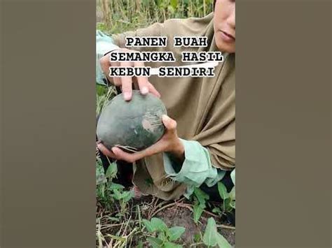panen buah semangka hasil kebun sendiri #berkebun #hidroponik #organik ...