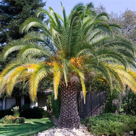 Canary Island Date Palm Tree Information 🌴 Canary Island Date Palm