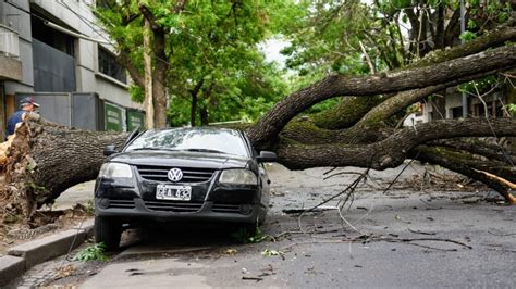 Ráfagas Viento Provocaron Caída De árboles En La Ciudad