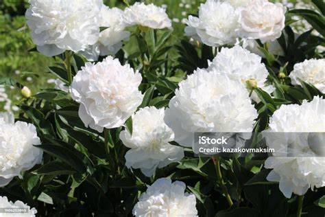 Paeonia Lactiflora 의 흰색 이중 꽃 정원에서 꽃을 피우는 모란 0명에 대한 스톡 사진 및 기타 이미지 Istock