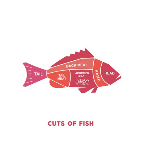 Vector Illustration Guide Meat Cuts Set Fish Butcher Poster Diagrams