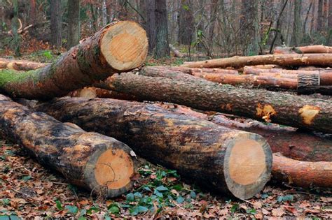 Cortar troncos de árboles en el bosque Foto Premium