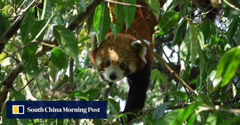 Nepals ‘forgotten Red Pandas Poachers Become Protectors In Campaign