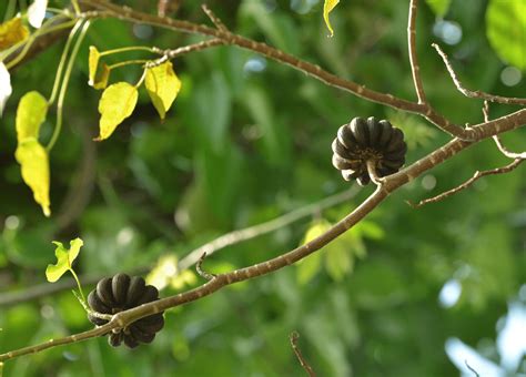 Toxic Sap Protects Tree Seeds Biological Strategy AskNature