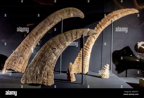 Filecoelodonta Antiquitatis Fossil Woolly Rhinoceros 60 Off