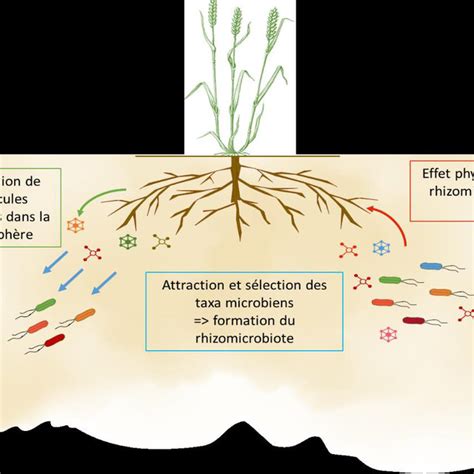 Diagramme Représentant Les Différentes Sciences Omiques Et Leurs
