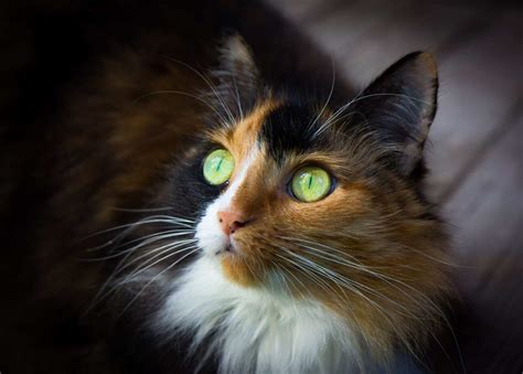 Beautiful Cat Photos Cat World