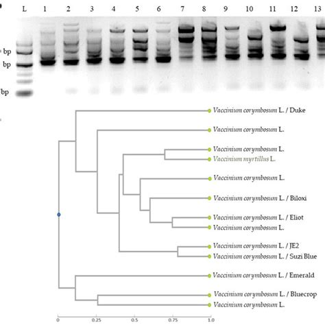 Obtained Fingerprints A And Constructed Dendrogram B Based On The Download Scientific