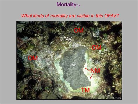 Stages Of Coral Mortality Agrra