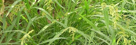 Best Herbicide Products For Getting Rid Of Barnyardgrass Solutions