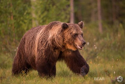 Photographing The Brown Bears Of Finland Nature Ttl