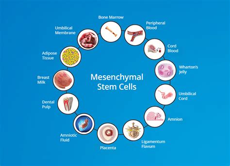 Mesenchymal Stem Cell Production Onkim