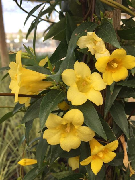 Carolina Jessamine