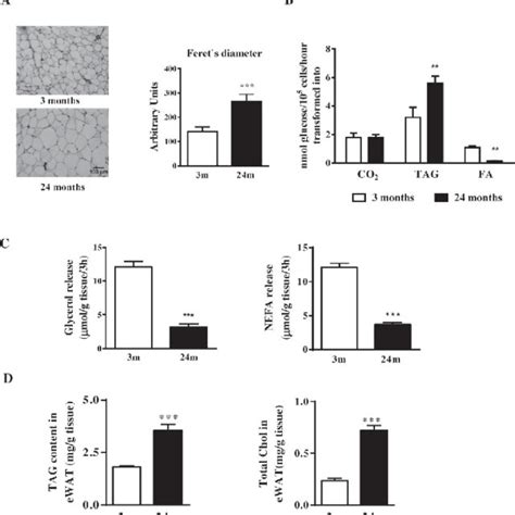 Figuree 1 Effect Of Aging On Adipose Tissue Morphology Adipocyte