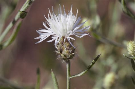 News And Events Invasive Species Council Of British Columbia