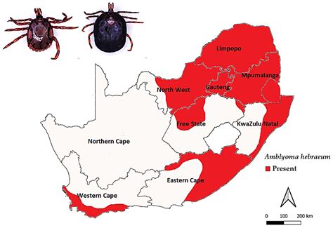 Microbiology Research Free Full Text Tick Diversity And Distribution Of Hard Ixodidae