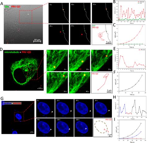 Real Time Tracking Analysis Of The PRV QD Infection Pathway In Vero