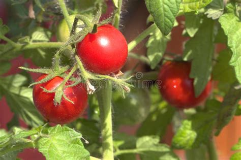 Ripe Cherry Tomatoes On Dense Green Branches Close Up Stock Image
