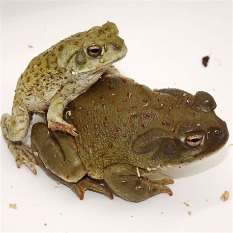 Colorado River Toad Juveniles