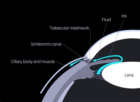 Meniscus Lens Vectors And Illustrations For Free Download Freepik